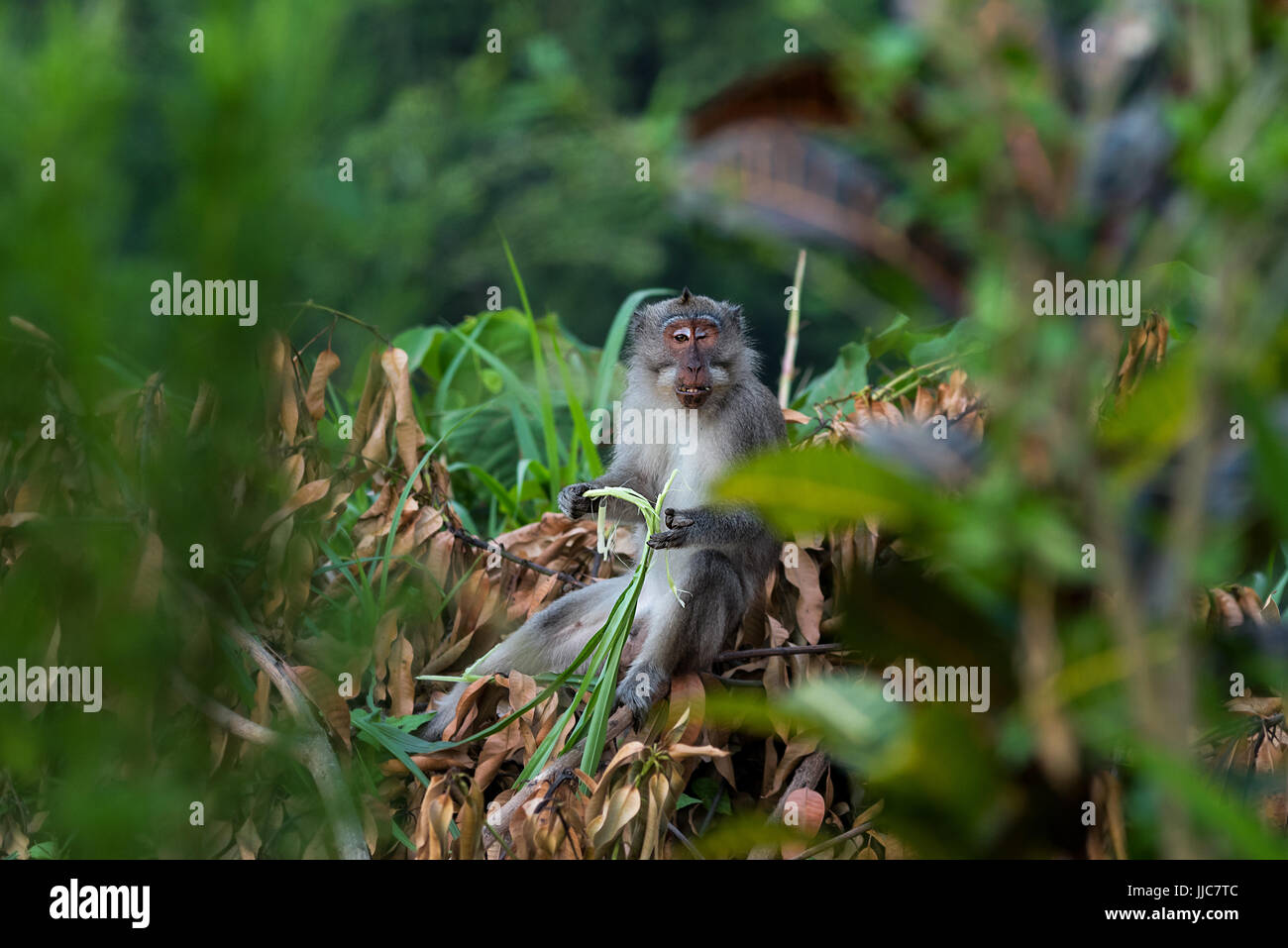 Singe barbe Banque de photographies et d’images à haute résolution - Alamy