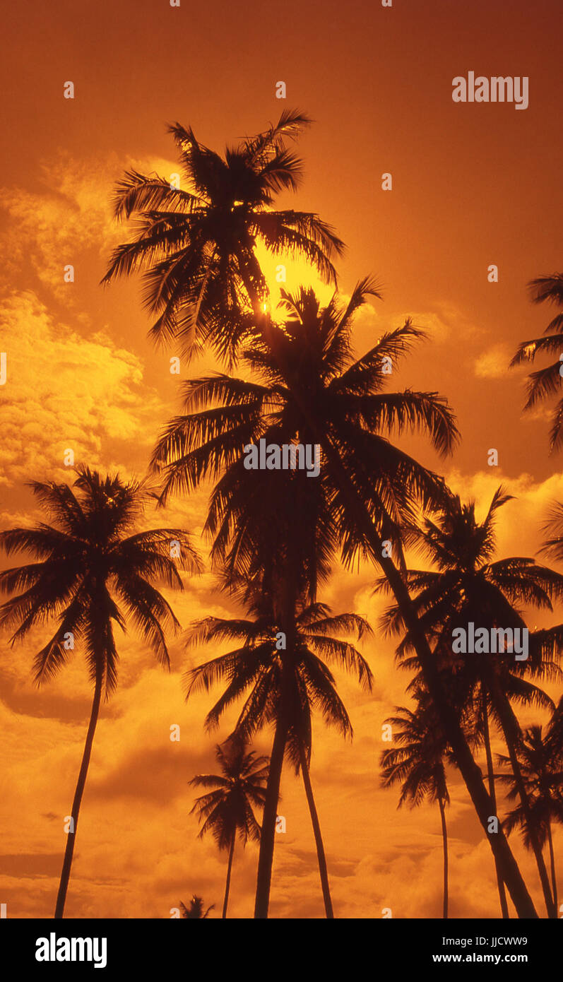 Maria farinha Banque de photographies et d’images à haute résolution ...