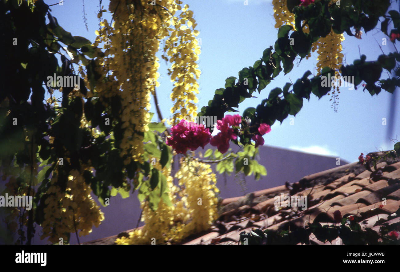 Maria farinha Banque de photographies et d’images à haute résolution ...
