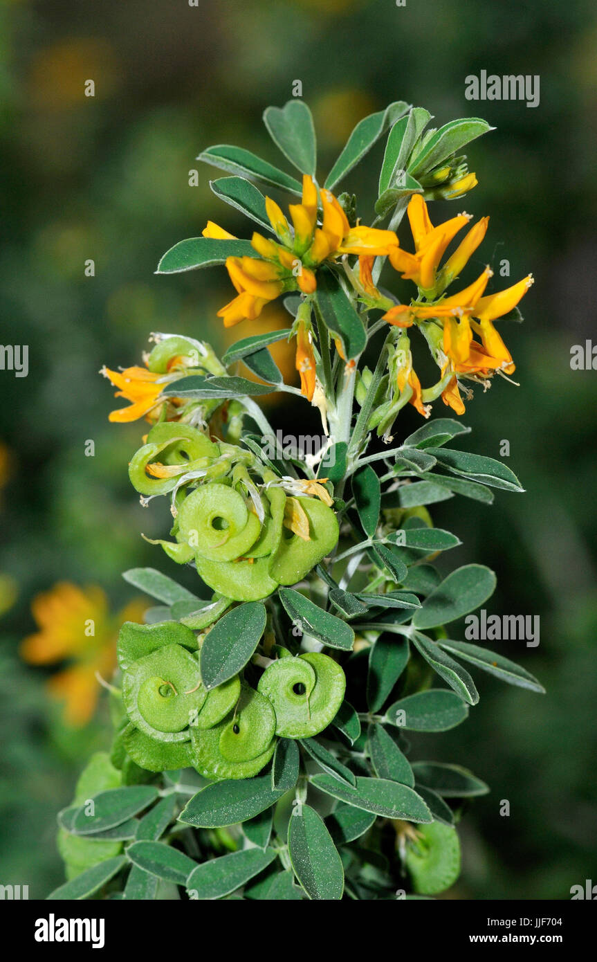Plant turo Banque de photographies et d’images à haute résolution - Alamy