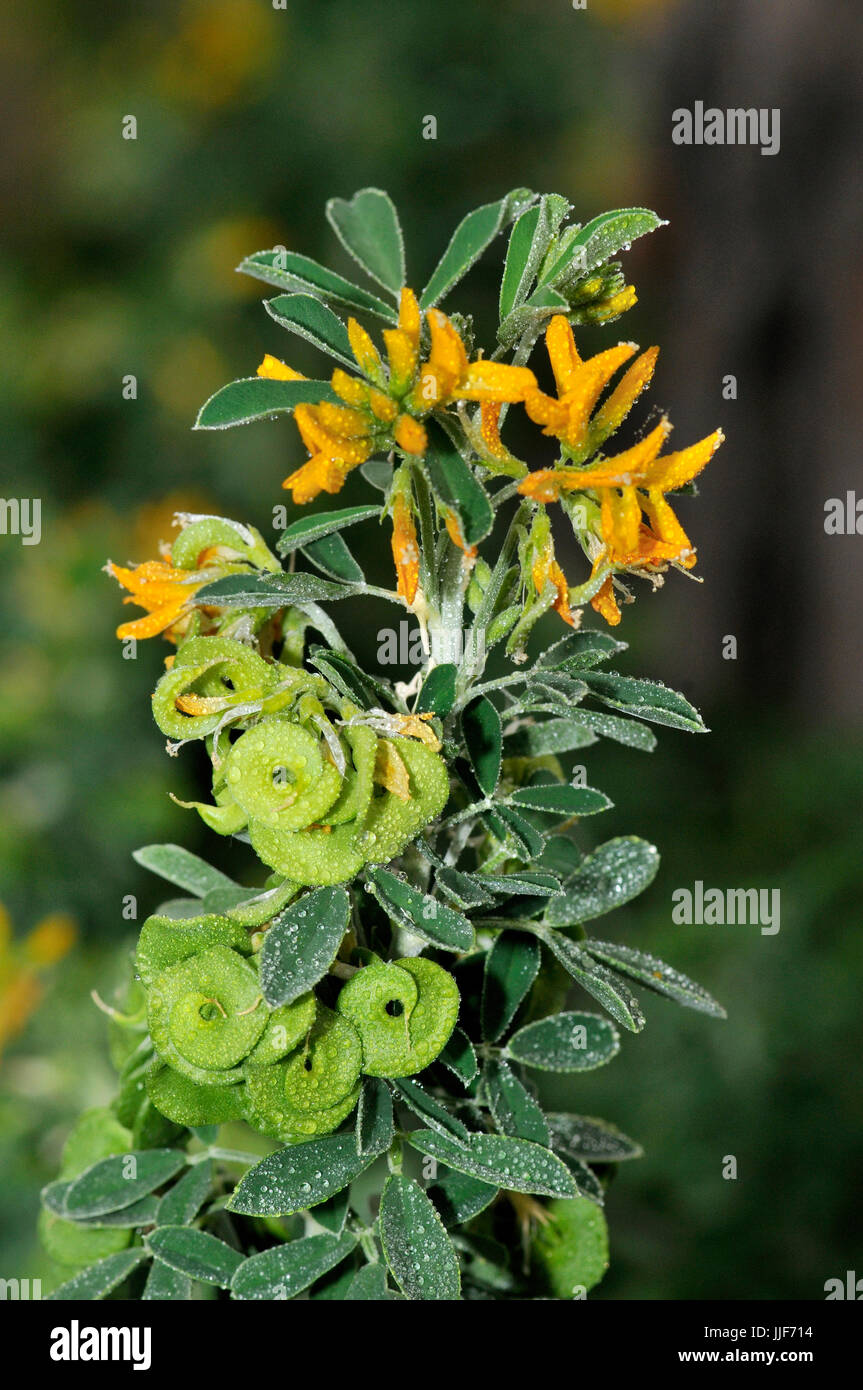 Plant turo Banque de photographies et d’images à haute résolution - Alamy