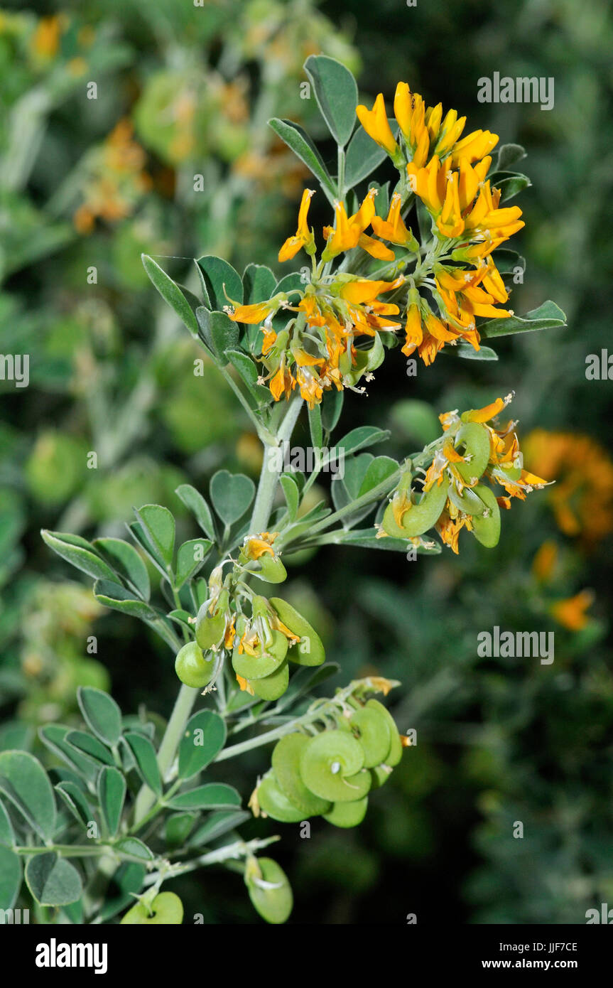 Arbre medick Banque de photographies et d’images à haute résolution - Alamy