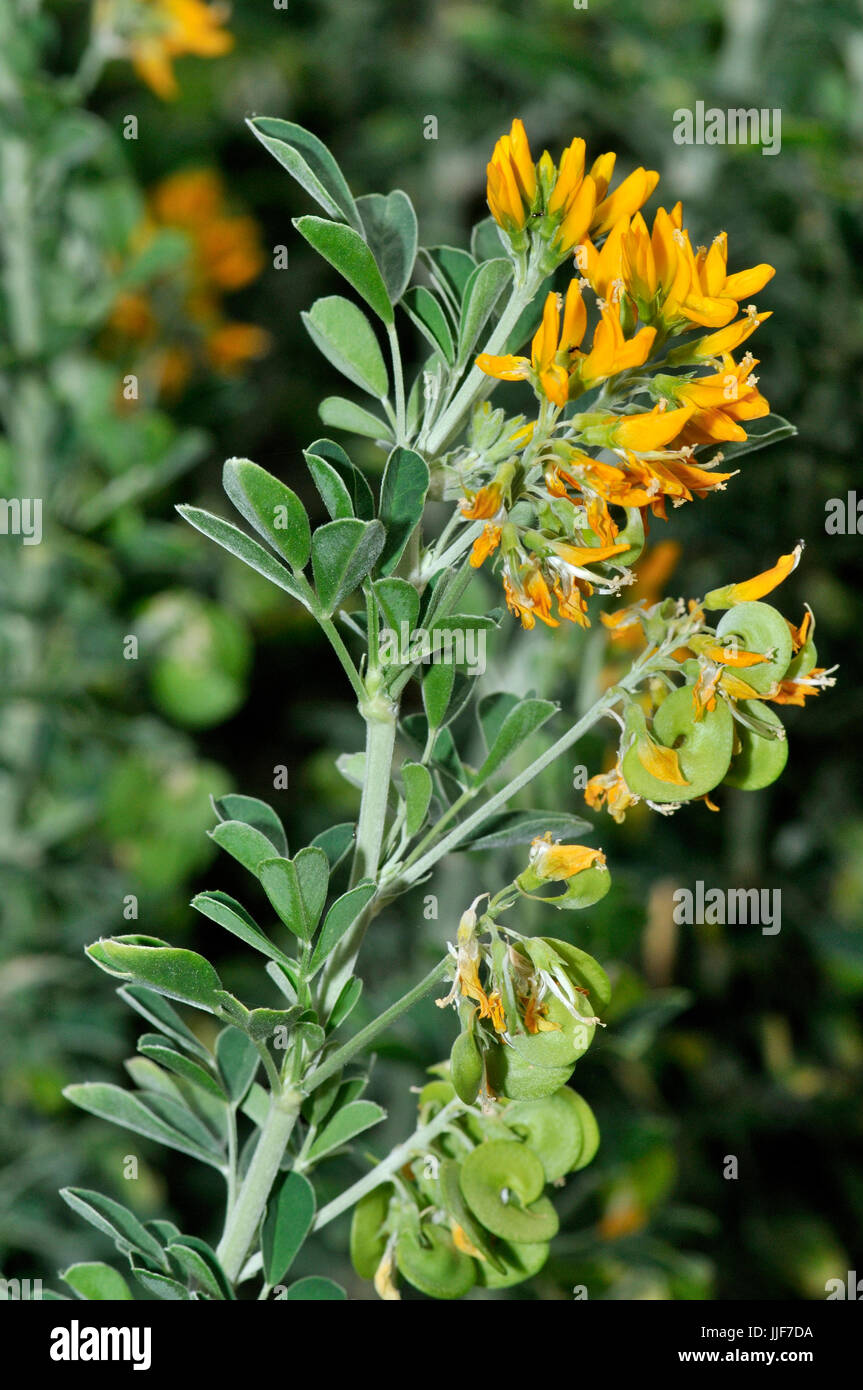 Arbre medick Banque de photographies et d’images à haute résolution - Alamy
