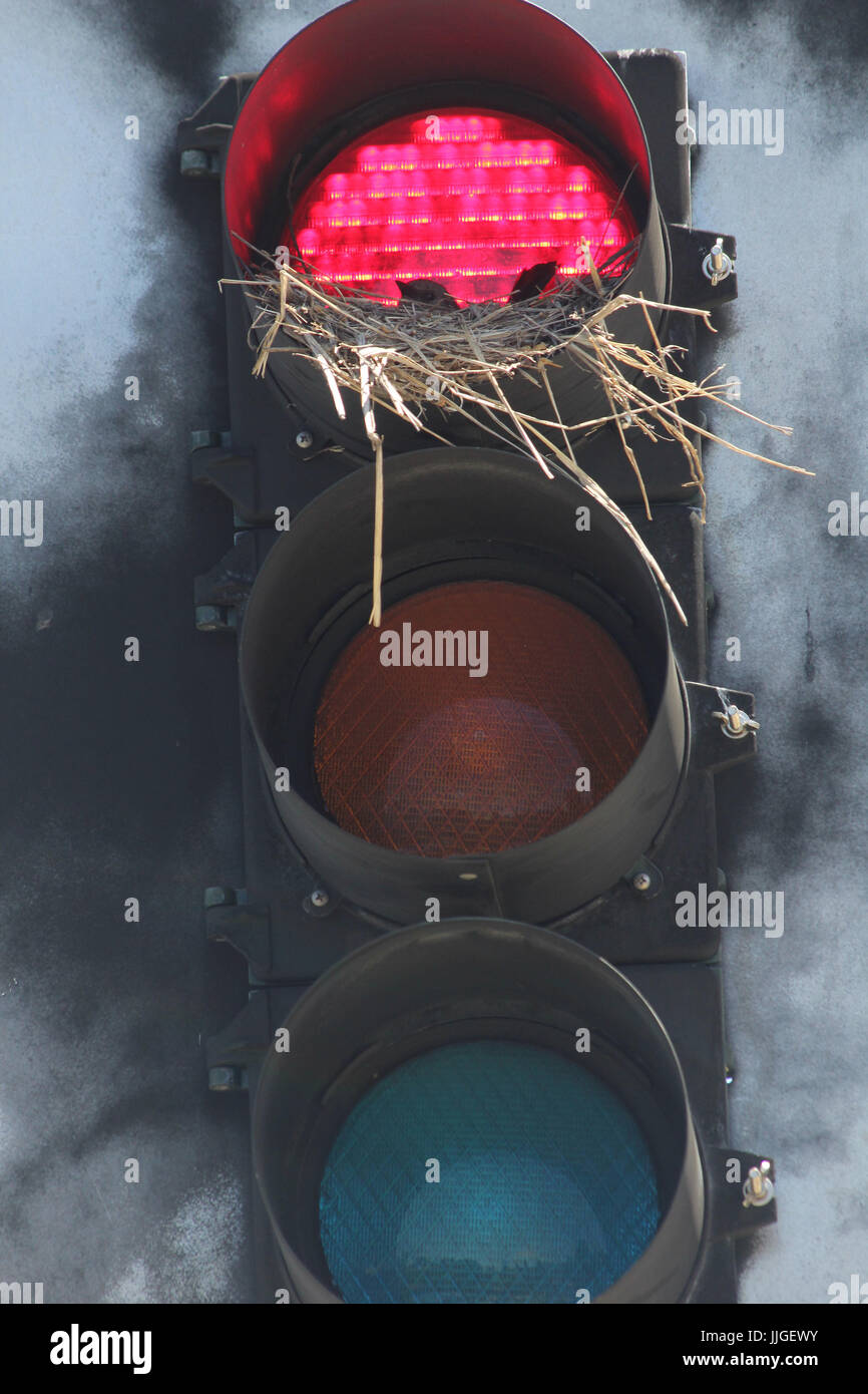 Faire la nidification des oiseaux Banque de photographies et d’images à ...