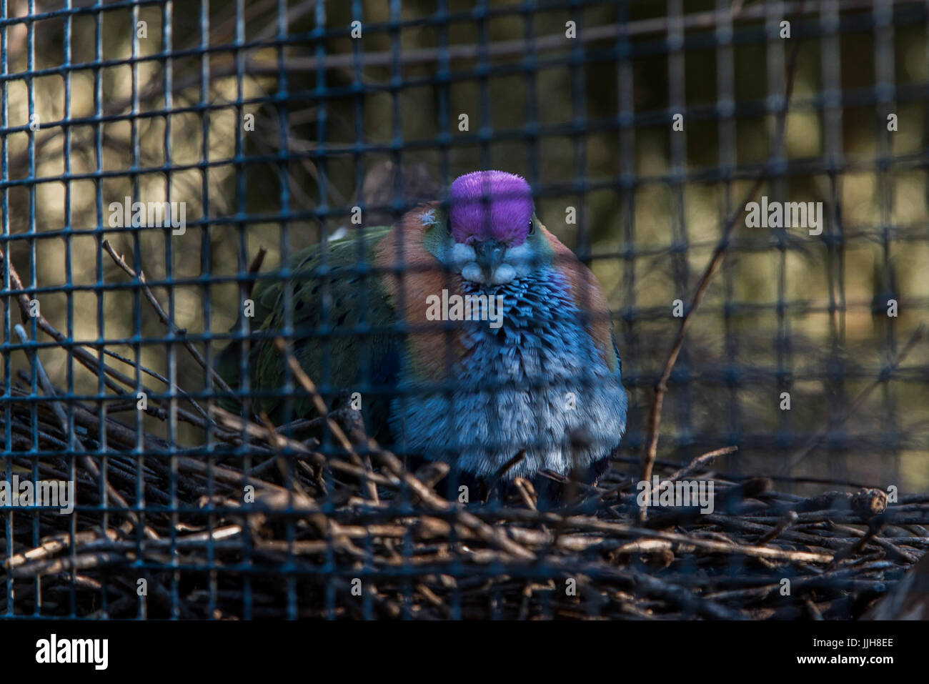 Colombe de fruit de couronne de rose Banque de photographies et d ...