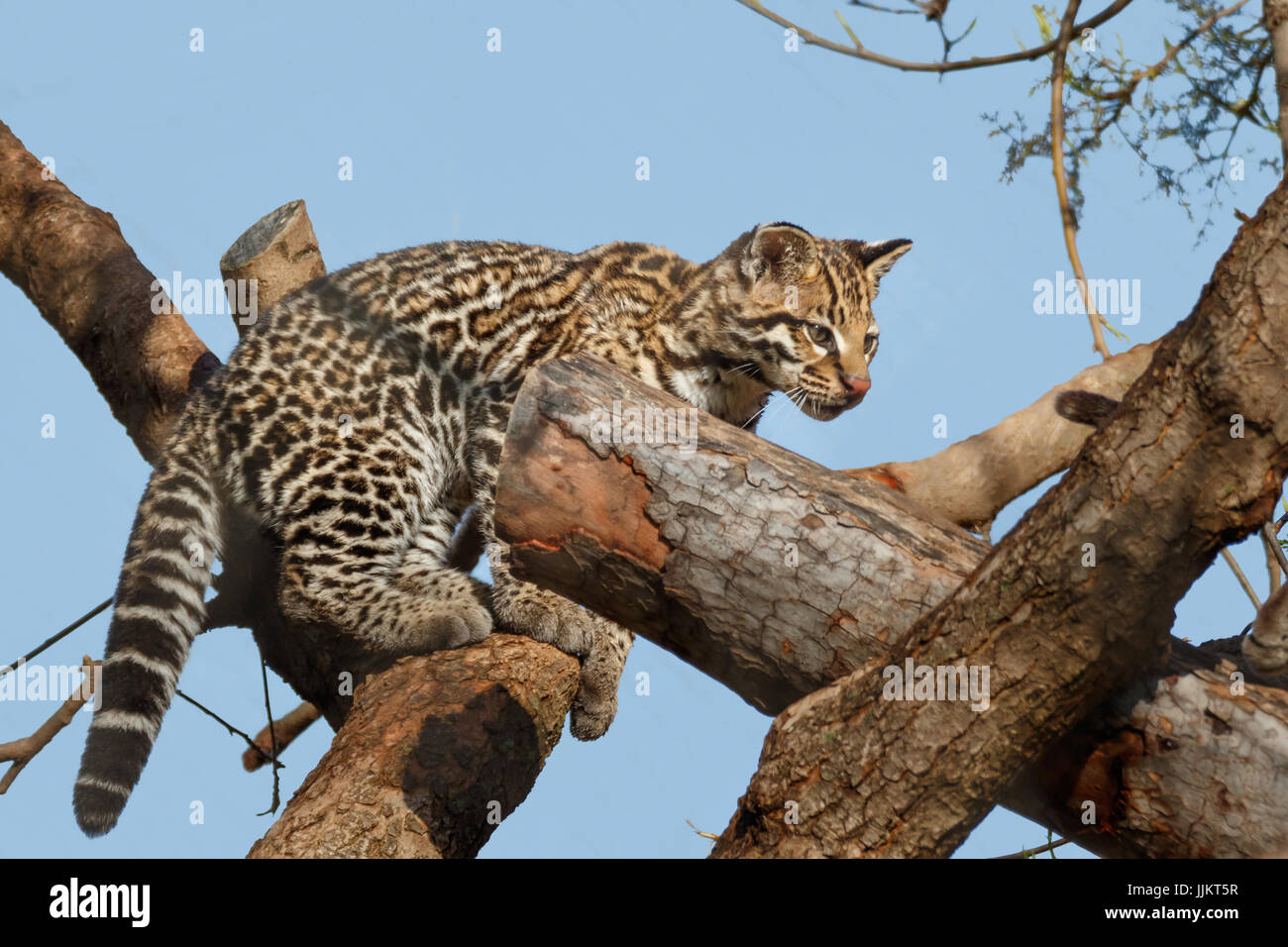 Margay baby Banque de photographies et d’images à haute résolution - Alamy