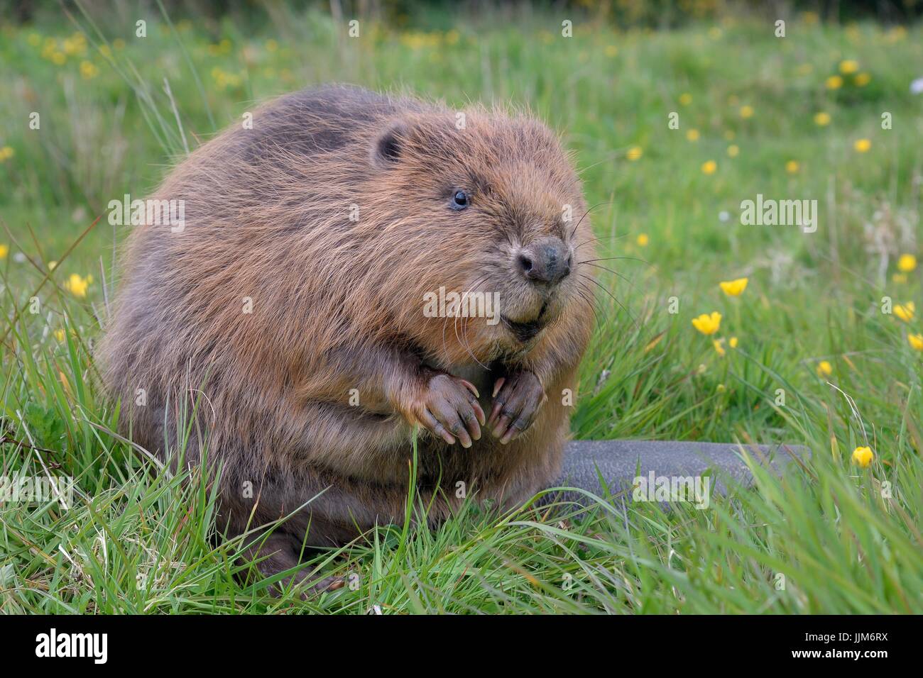 Castor d'eurasie Banque de photographies et d’images à haute résolution ...