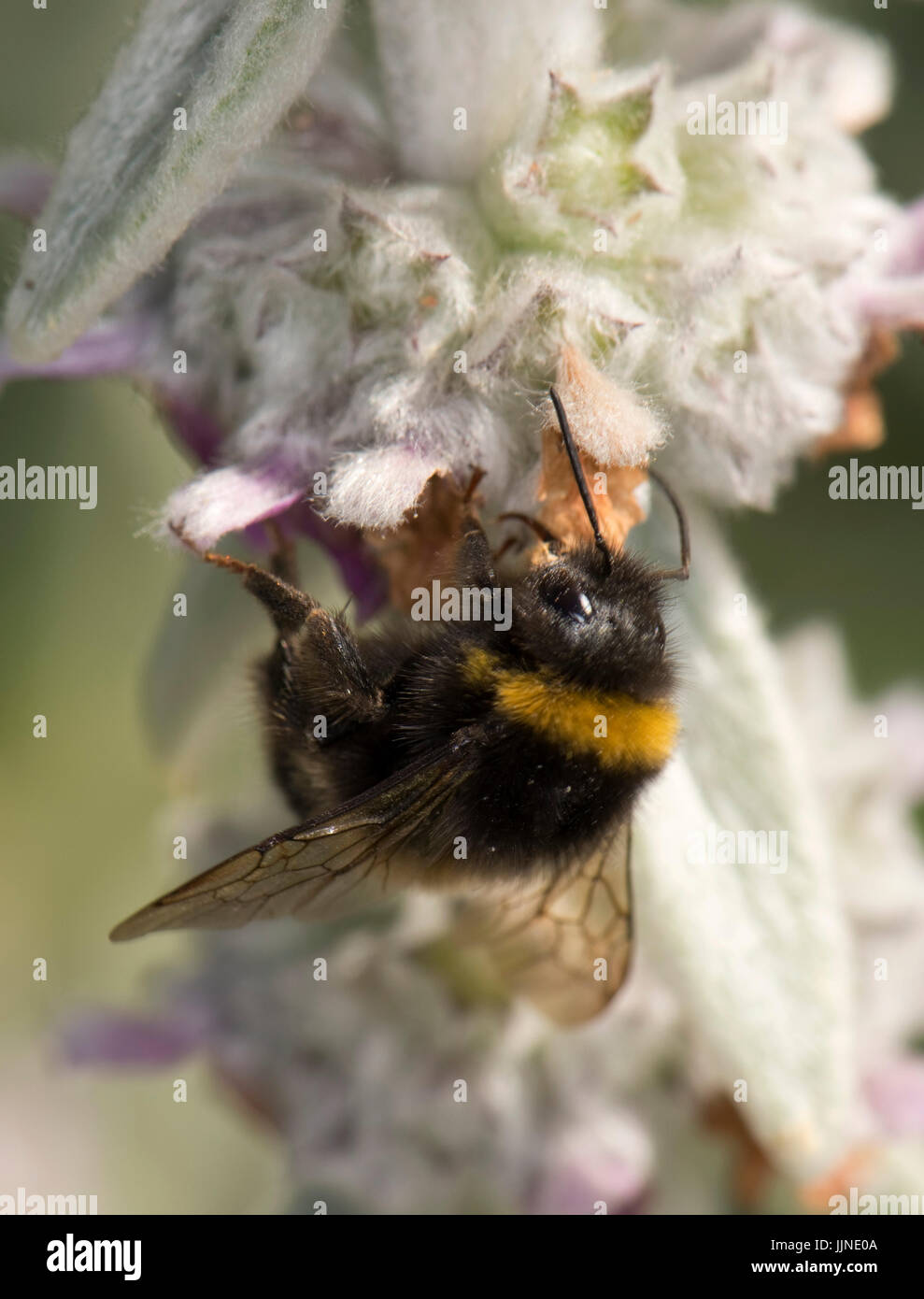 Plante pour insectes Banque de photographies et d’images à haute ...