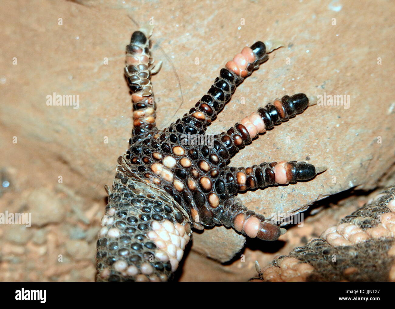 Mexico lizards Banque de photographies et d’images à haute résolution ...