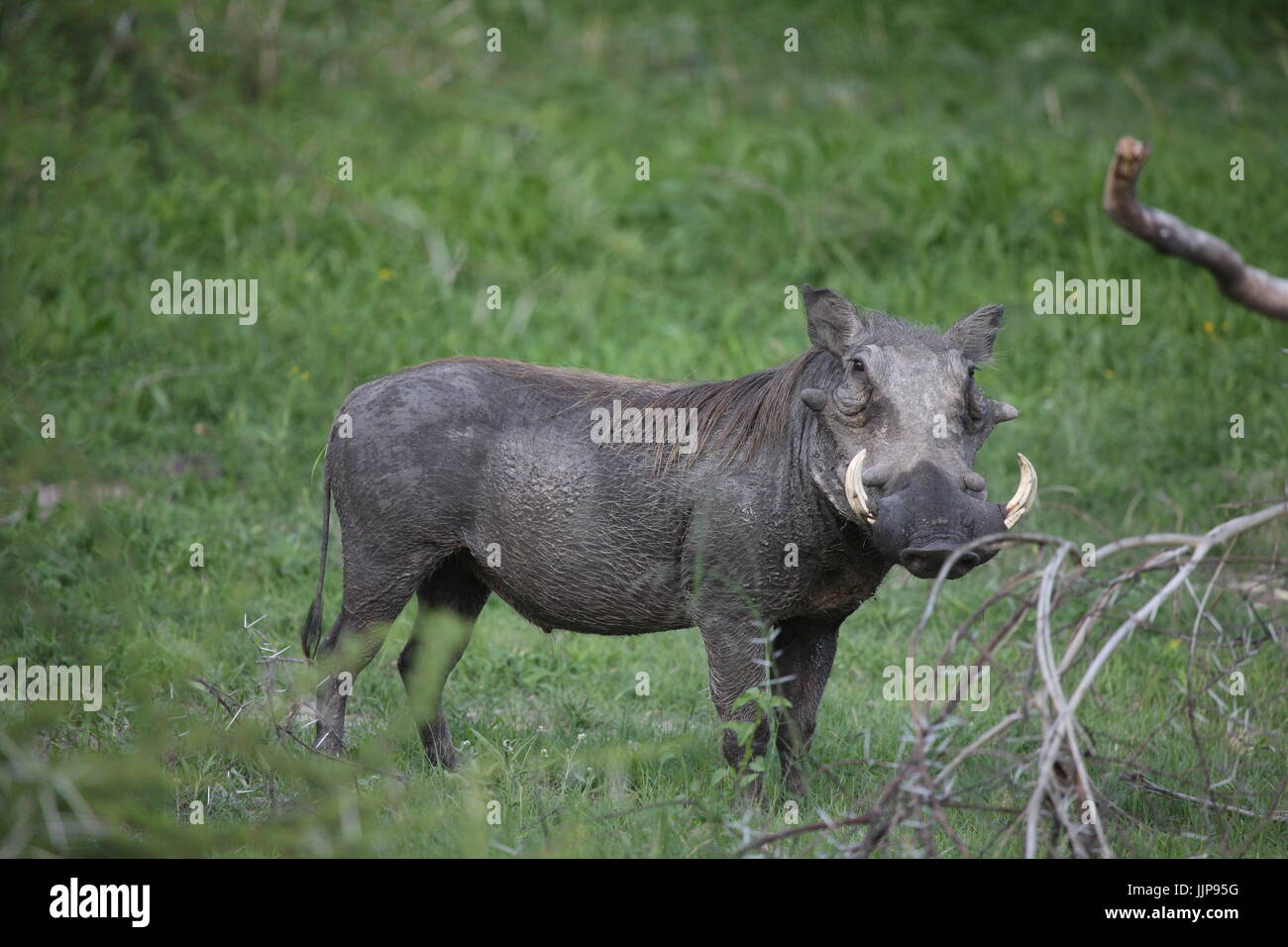Phacochère cochon sauvage Afrique Kenya savane mammifères dangereux ...