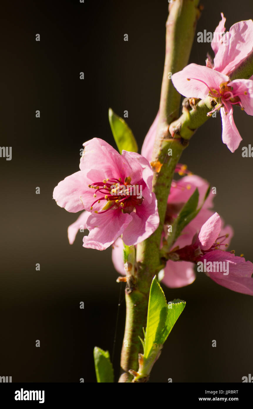 Nectarine fruit tree Banque de photographies et d’images à haute ...