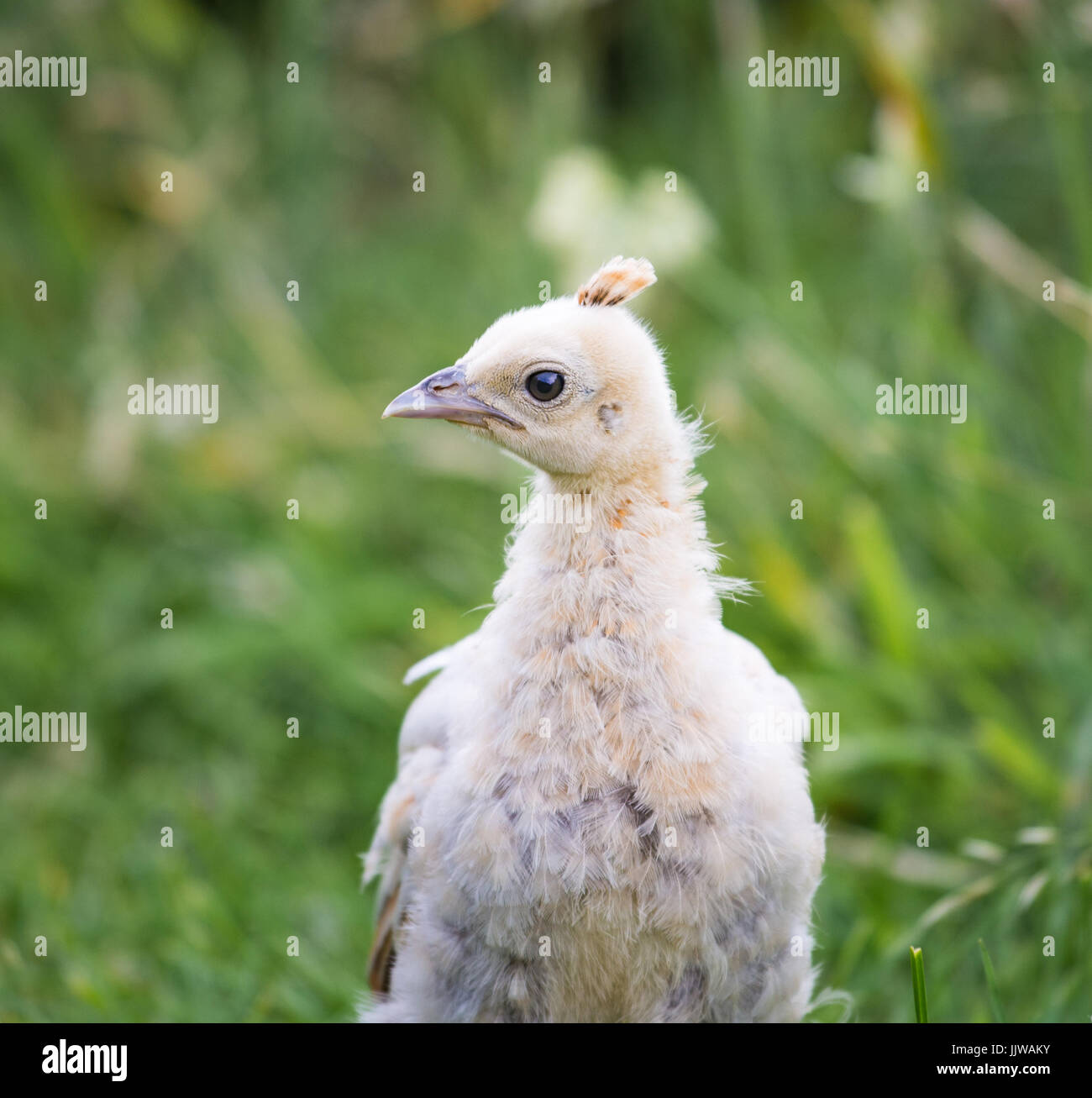 Bébé paon Banque de photographies et d’images à haute résolution - Alamy