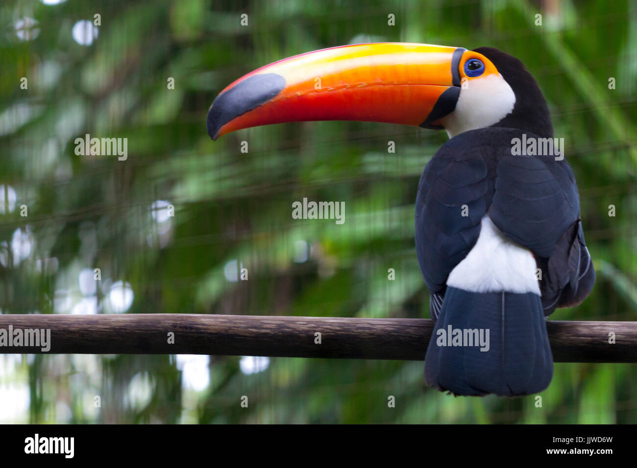 Guyane française zoo Banque de photographies et d’images à haute ...