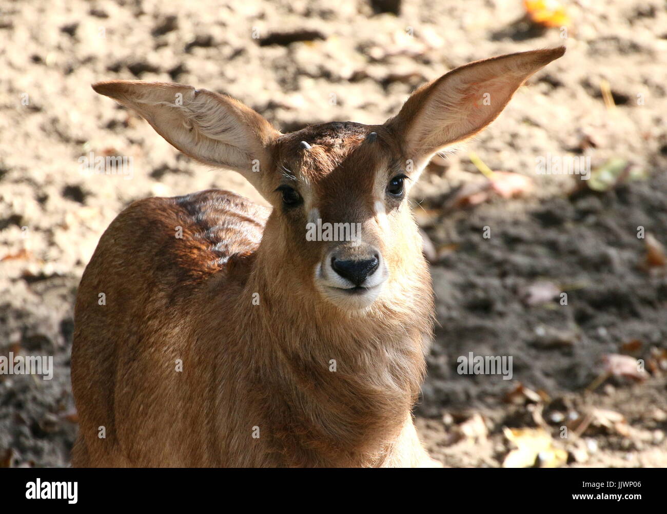 Antilope chevaline Banque de photographies et d’images à haute ...