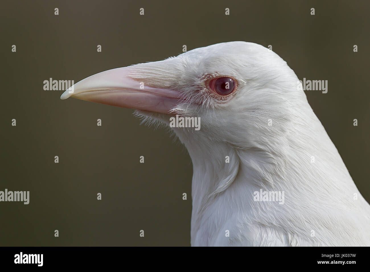 Très proche de la photo de profil un rare corbeau albinos Photo Stock ...