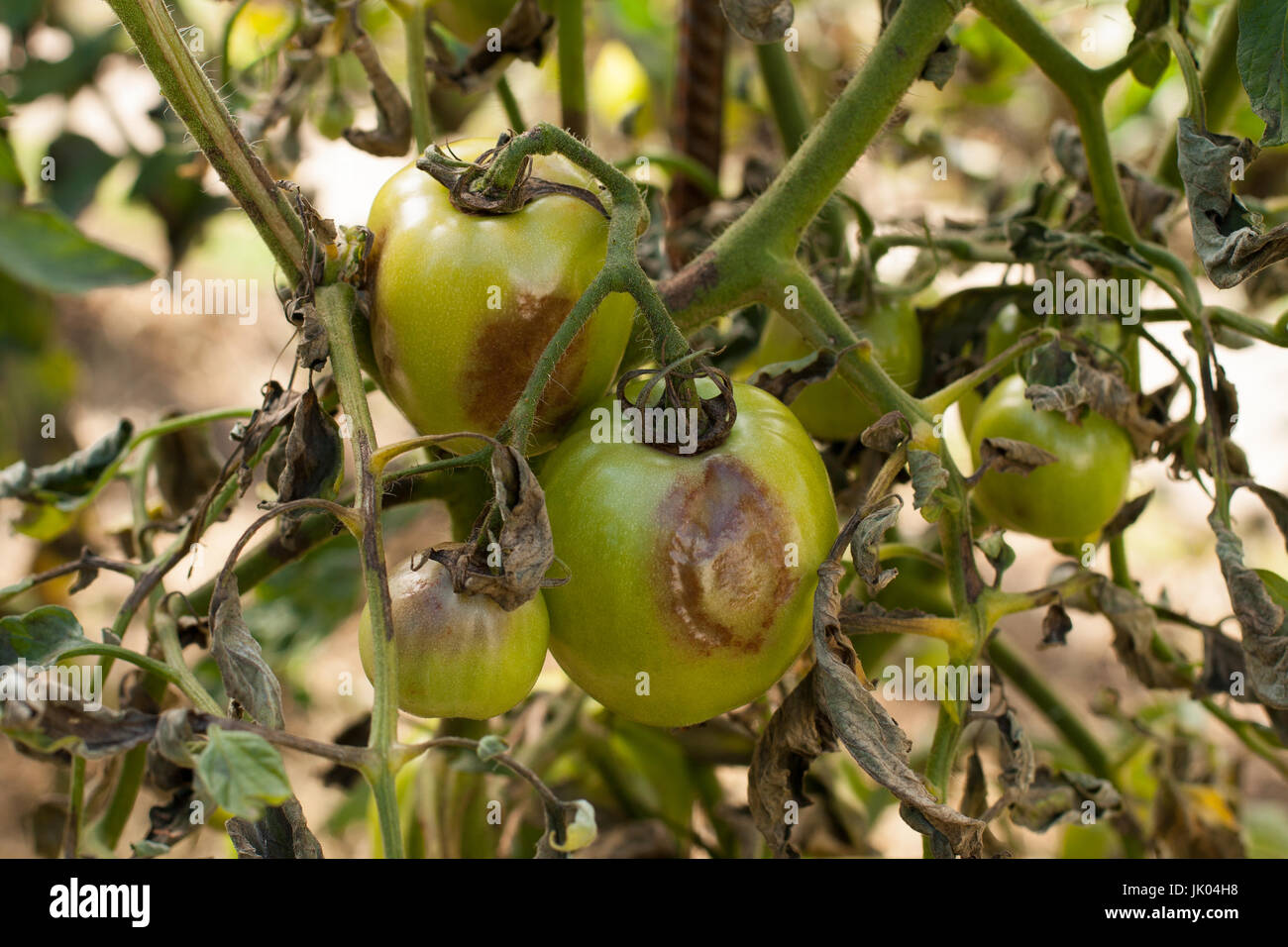 De la tomate. Pauvre tomate Mildiou (Phytophthora infestans) dans le ...