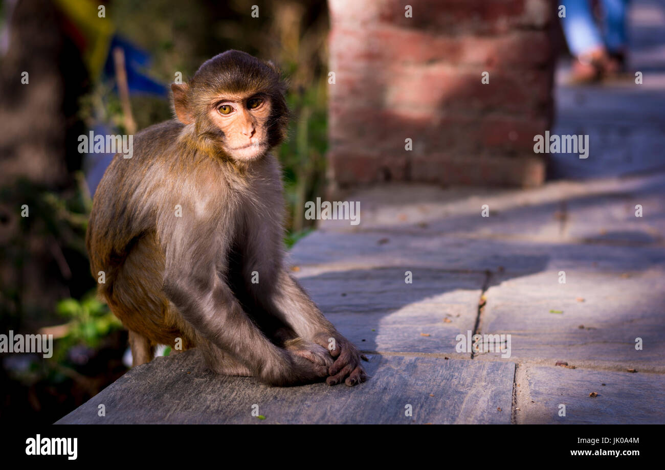 Singe dans l'espace Banque de photographies et d’images à haute ...