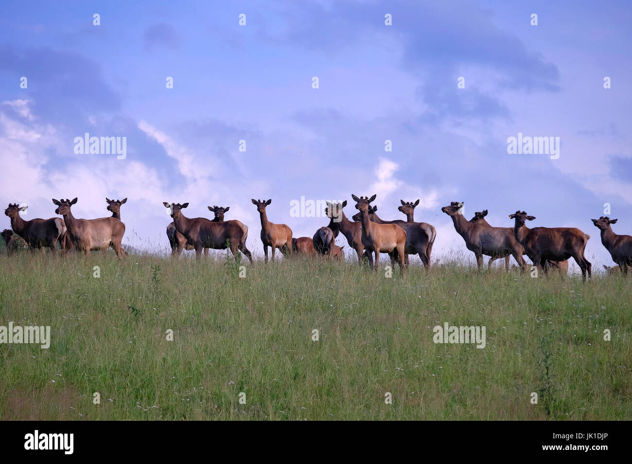 Troupeau de red deer maral dans une région montagneuse près du village ...
