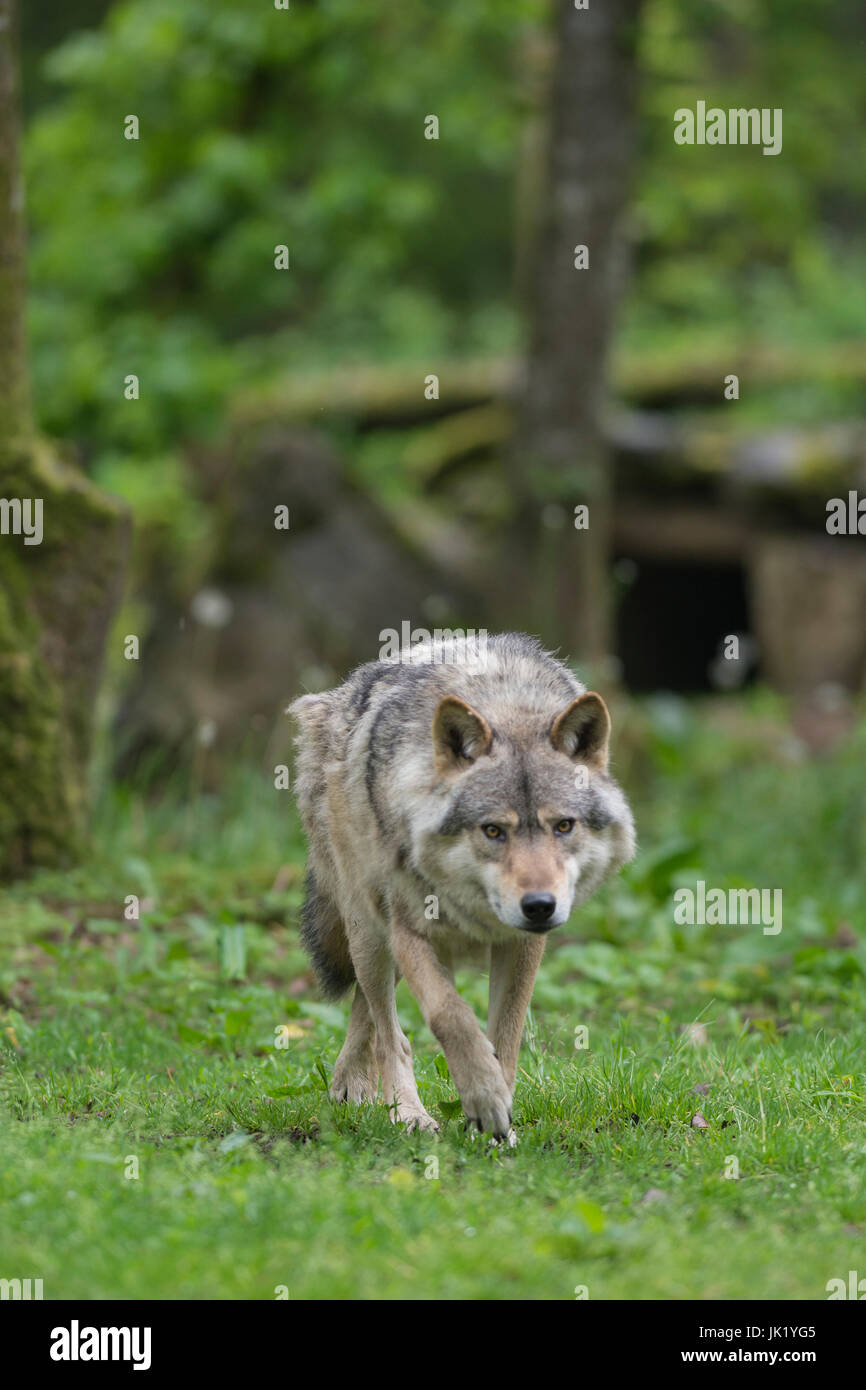 Wolf cub Banque de photographies et d’images à haute résolution - Alamy
