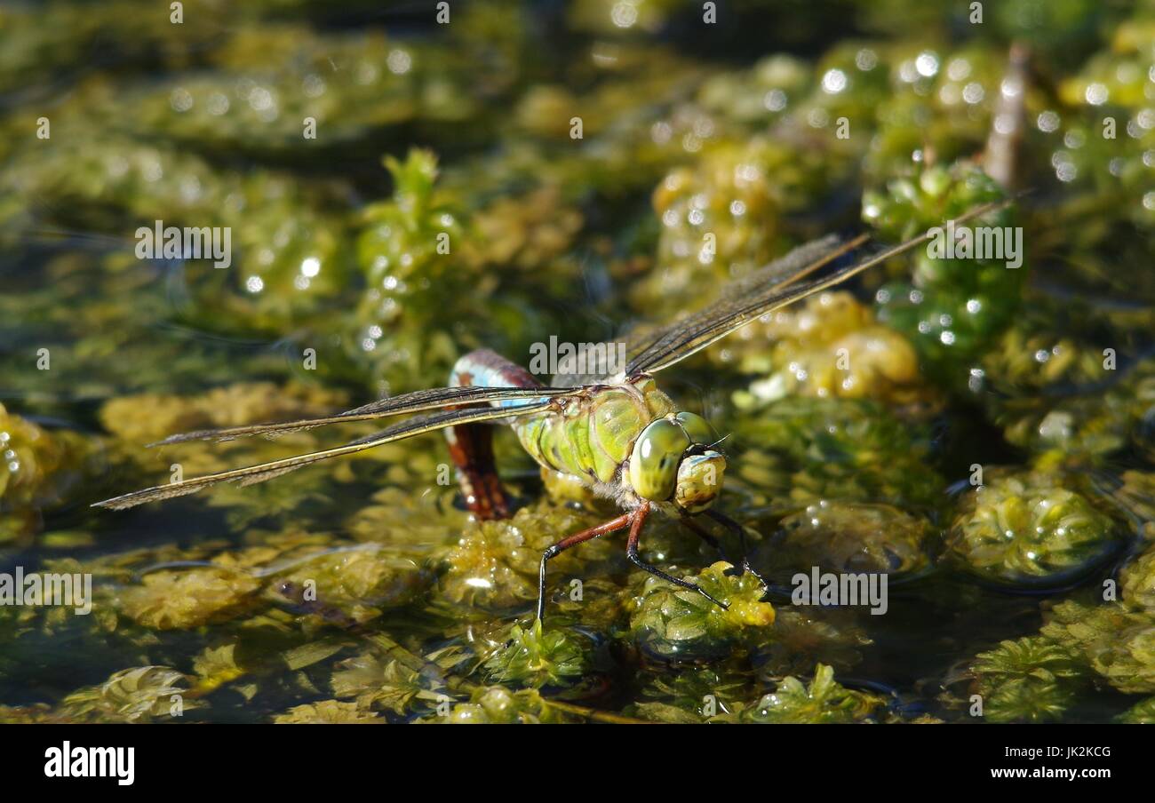Libellule empereur bleu Banque de photographies et d’images à haute résolution - Alamy