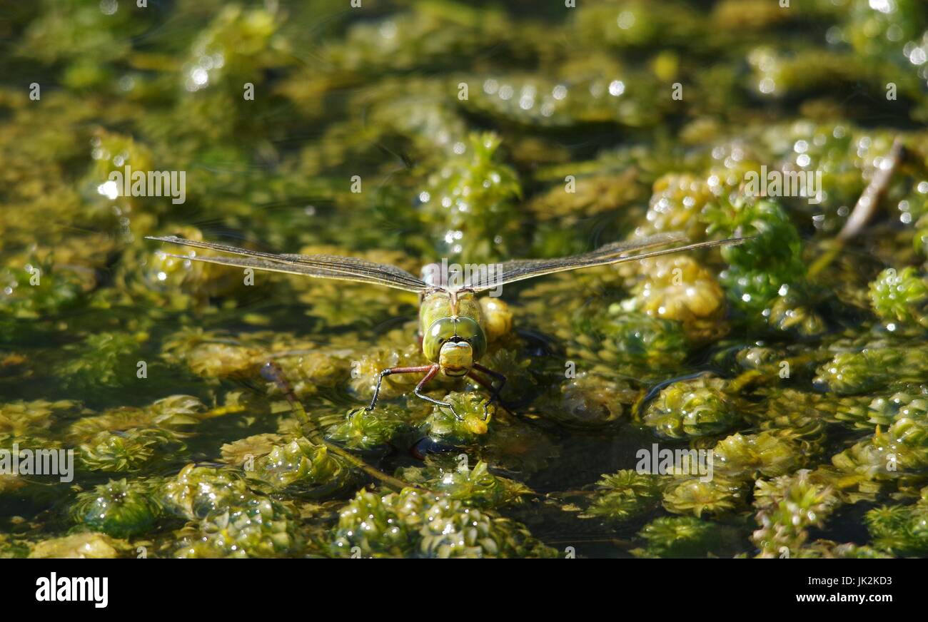 Libellule empereur bleu Banque de photographies et d’images à haute résolution - Alamy