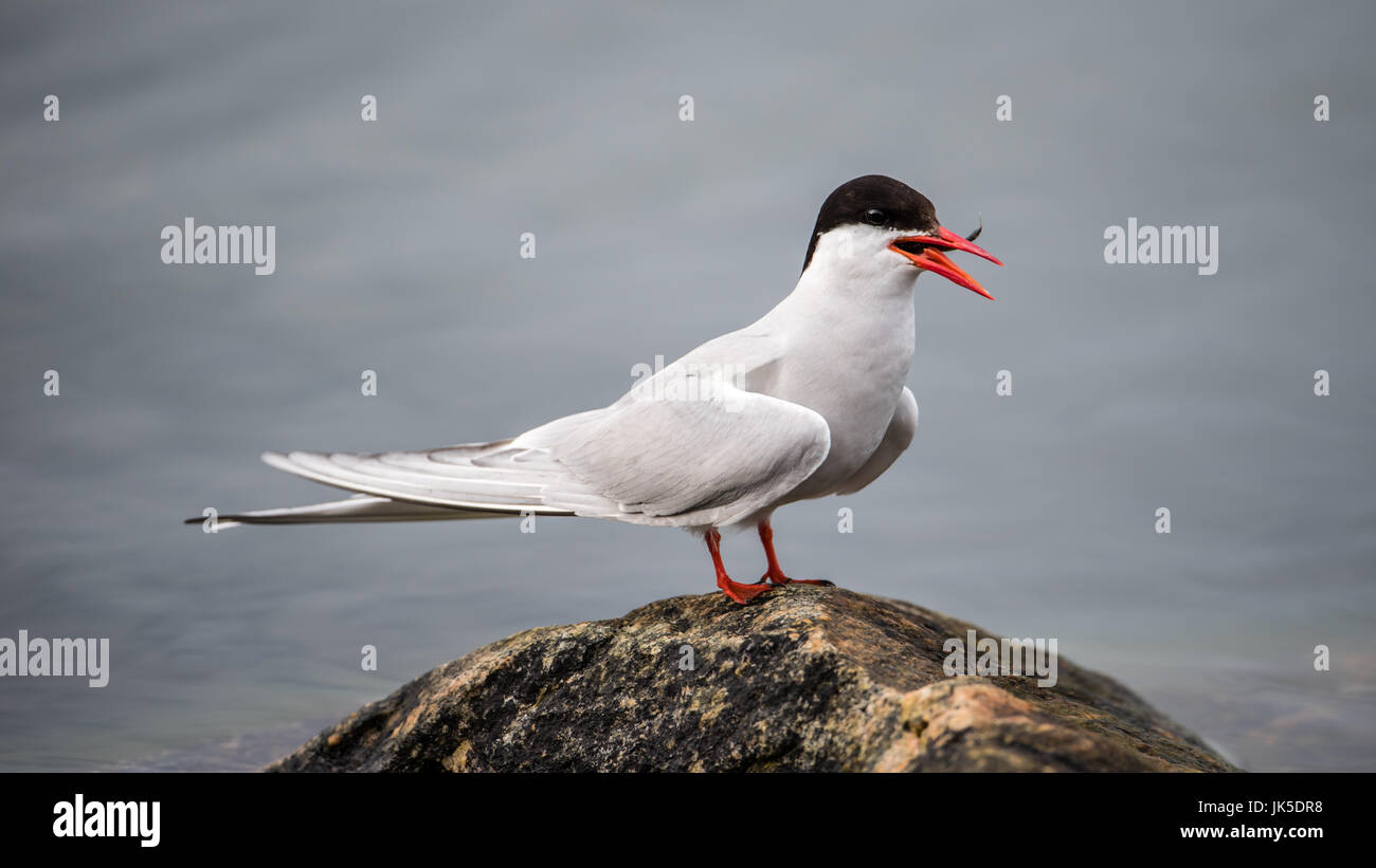 Rocher avec un poisson dans son bec Banque de photographies et d’images ...
