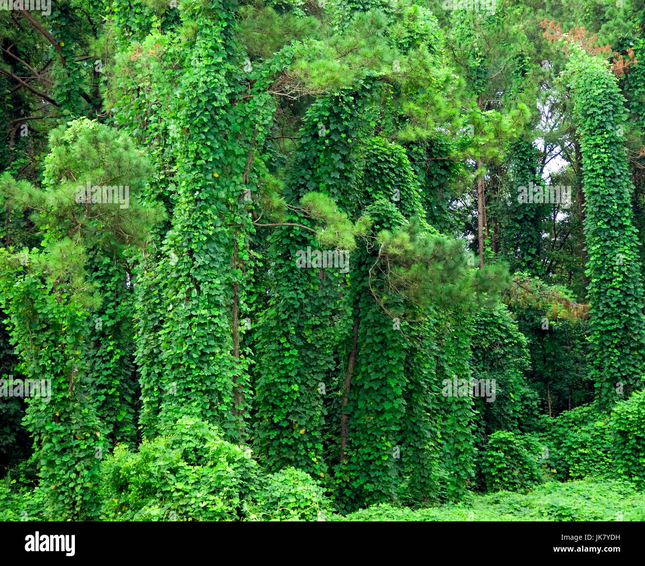 Kudzu vine invasive growing Banque de photographies et d’images à haute ...