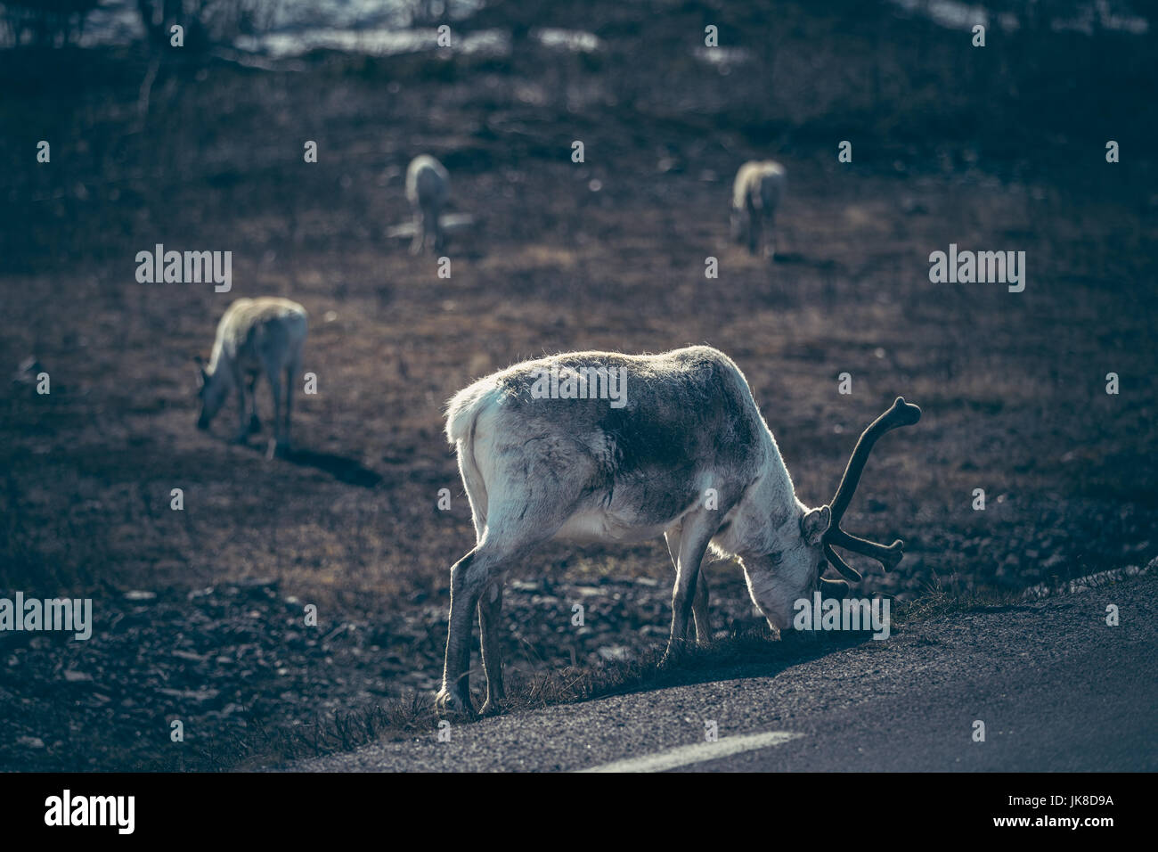 Rennes en laponie Banque de photographies et d’images à haute ...