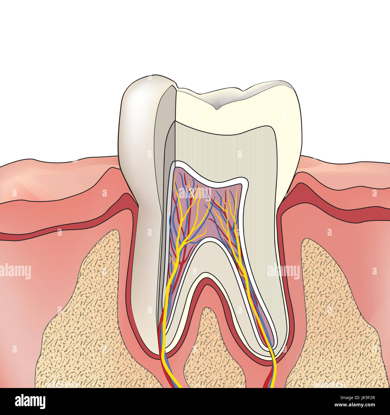 La structure de la dent. Anatomie de dents. illustration médicale ...