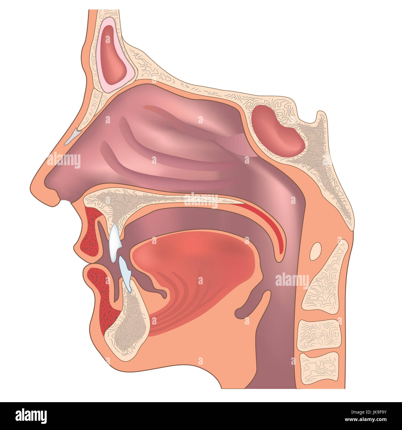 Anatomie du nez et de la gorge. organe humain structure. medical sign ...