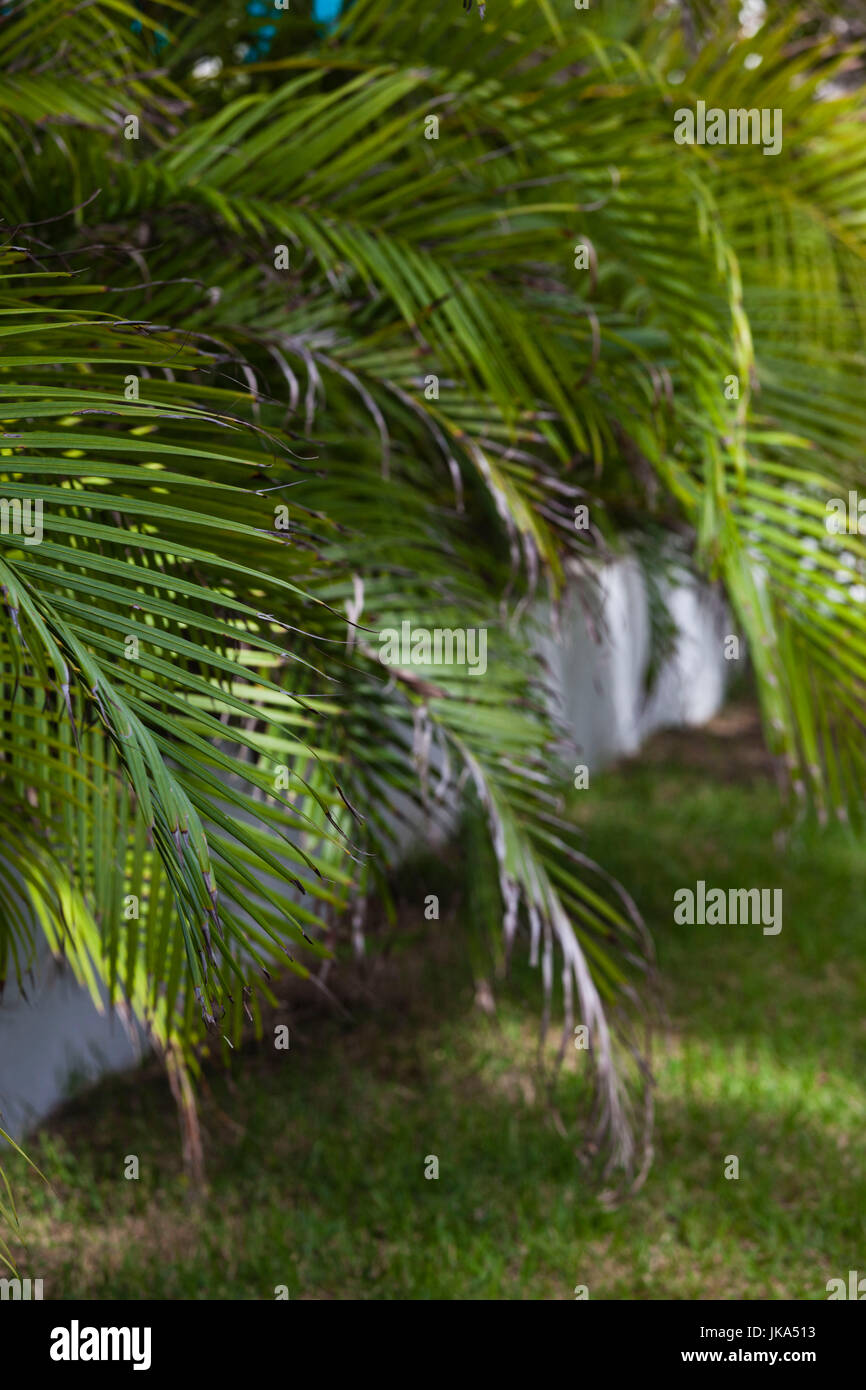 Bahamian plants Banque de photographies et d’images à haute résolution ...