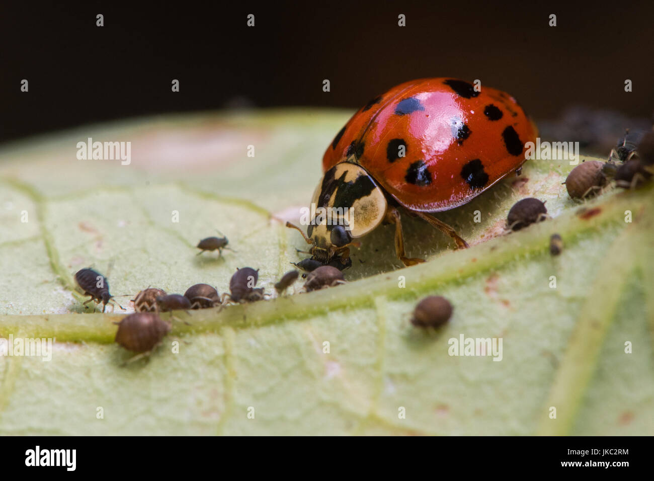 Coleoptera coccinellidae ladybug Banque de photographies et d’images à ...