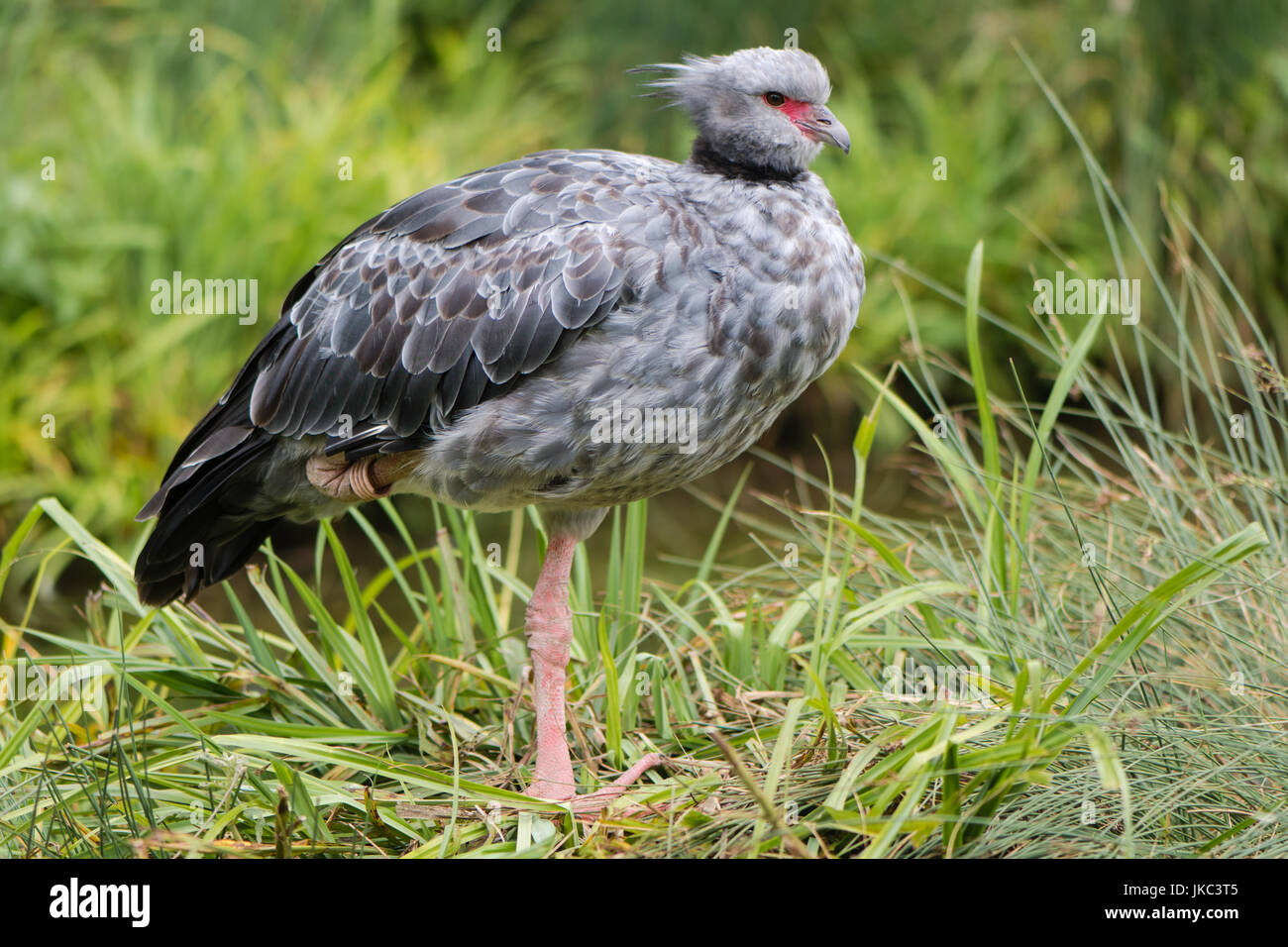 Grande famille sud américaine Banque de photographies et d’images à ...