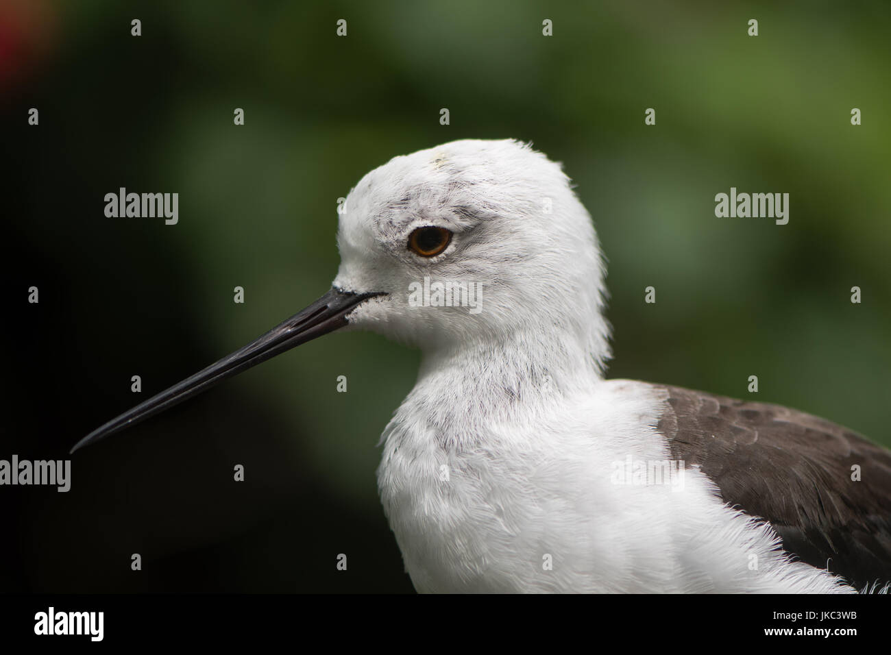 échassier oiseau échasses Banque de photographies et d’images à haute ...