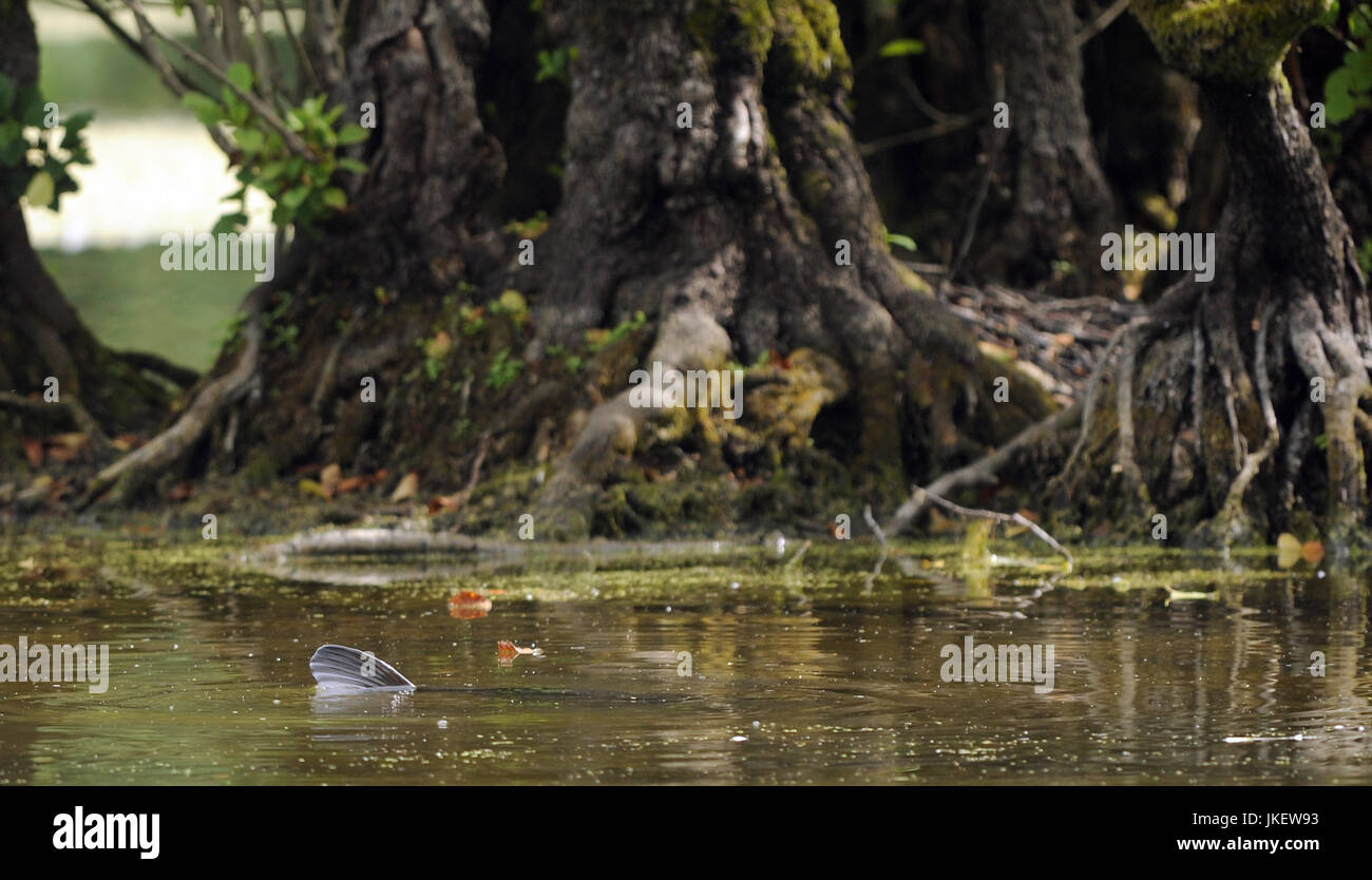 Grande nageoire Banque de photographies et d’images à haute résolution ...