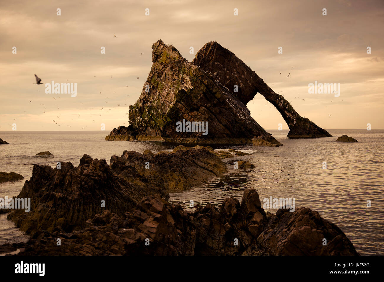 Bow fiddle view Banque de photographies et d’images à haute résolution ...