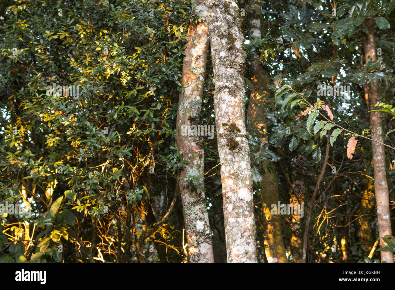 Habitat forestier atlantique Banque de photographies et d’images à ...