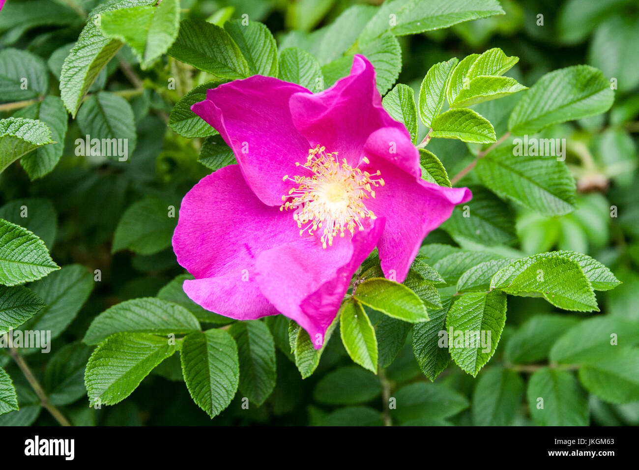 Eglantine flower Banque de photographies et d’images à haute résolution ...