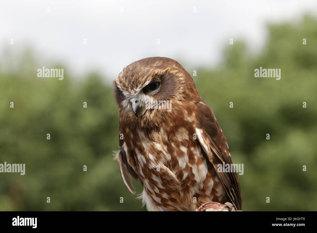 Boobook owl Banque de photographies et d’images à haute résolution - Alamy