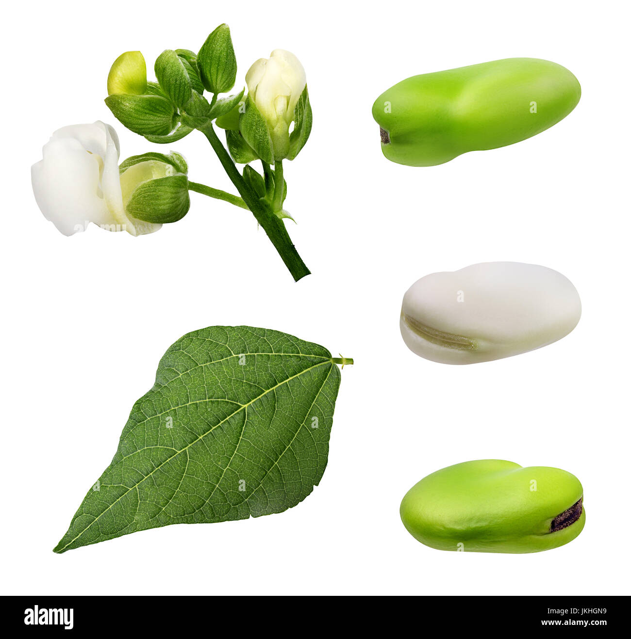Feuille de haricots Banque de photographies et d’images à haute ...