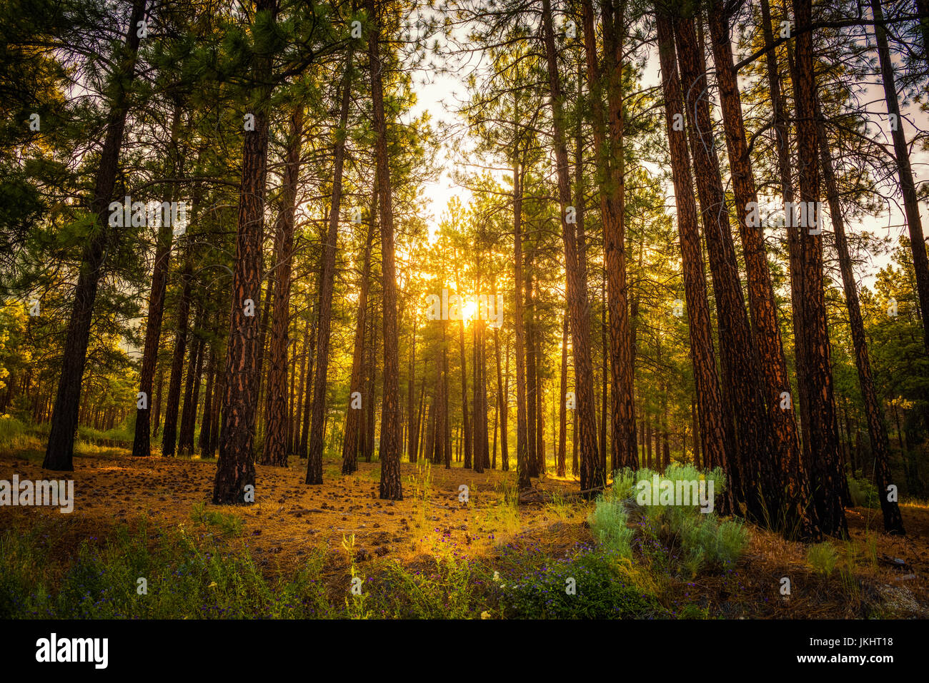 Soleil de la forêt Banque de photographies et d’images à haute ...
