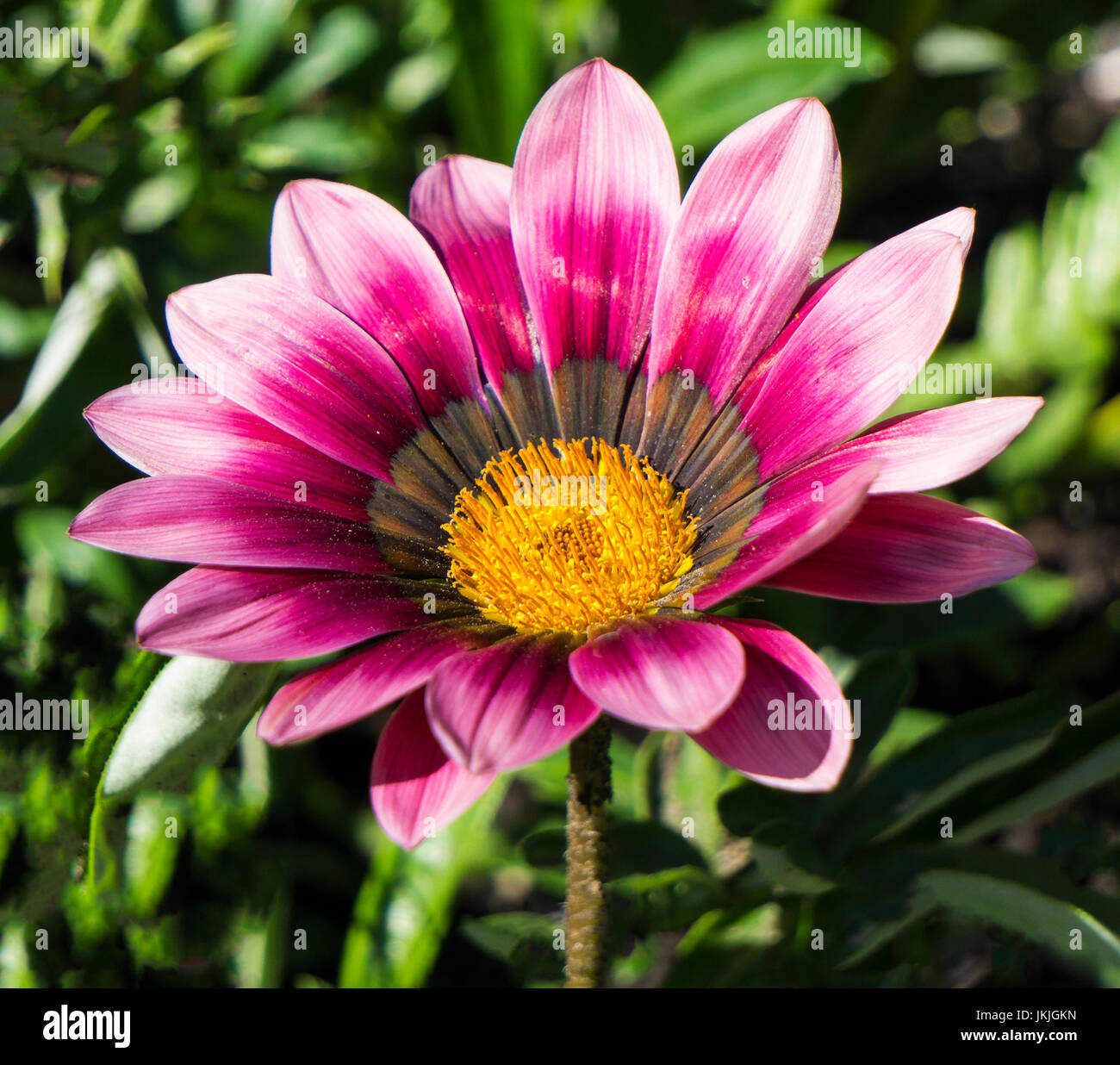 Nuances roses de Banque de photographies et d’images à haute résolution ...