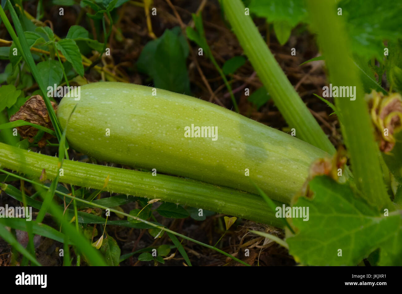 Courge verte Banque de photographies et d’images à haute résolution - Alamy