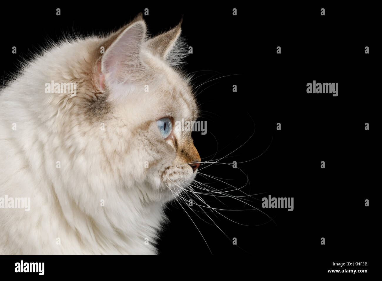 Neva masquerade cat Banque de photographies et d’images à haute ...