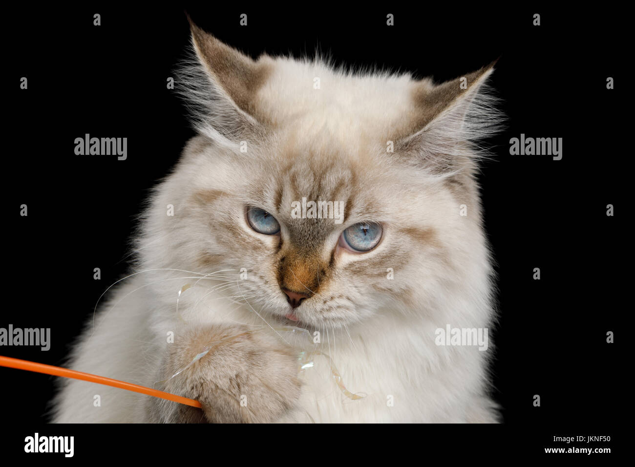 Neva masquerade siberian cat Banque de photographies et d’images à ...