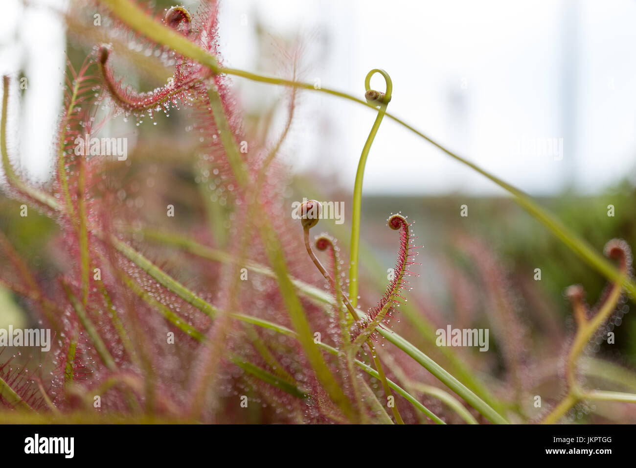 Glasgow ecosse sarracenia plante carnivore jardins botaniques insecte ...