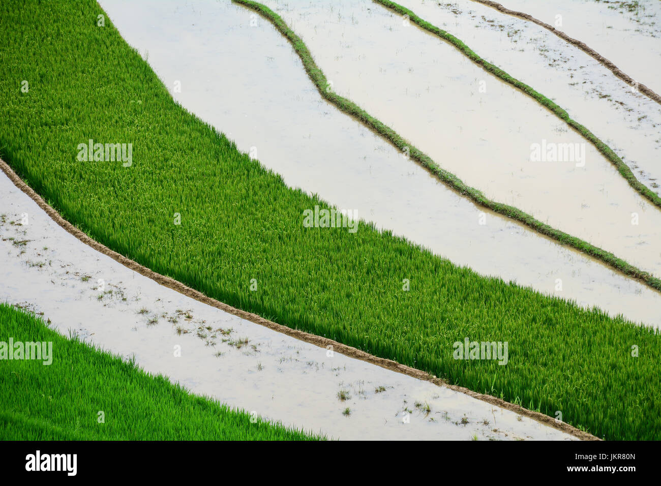 Champ de riz en terrasses de la région de Mu Cang Chai, Le Nord du ...