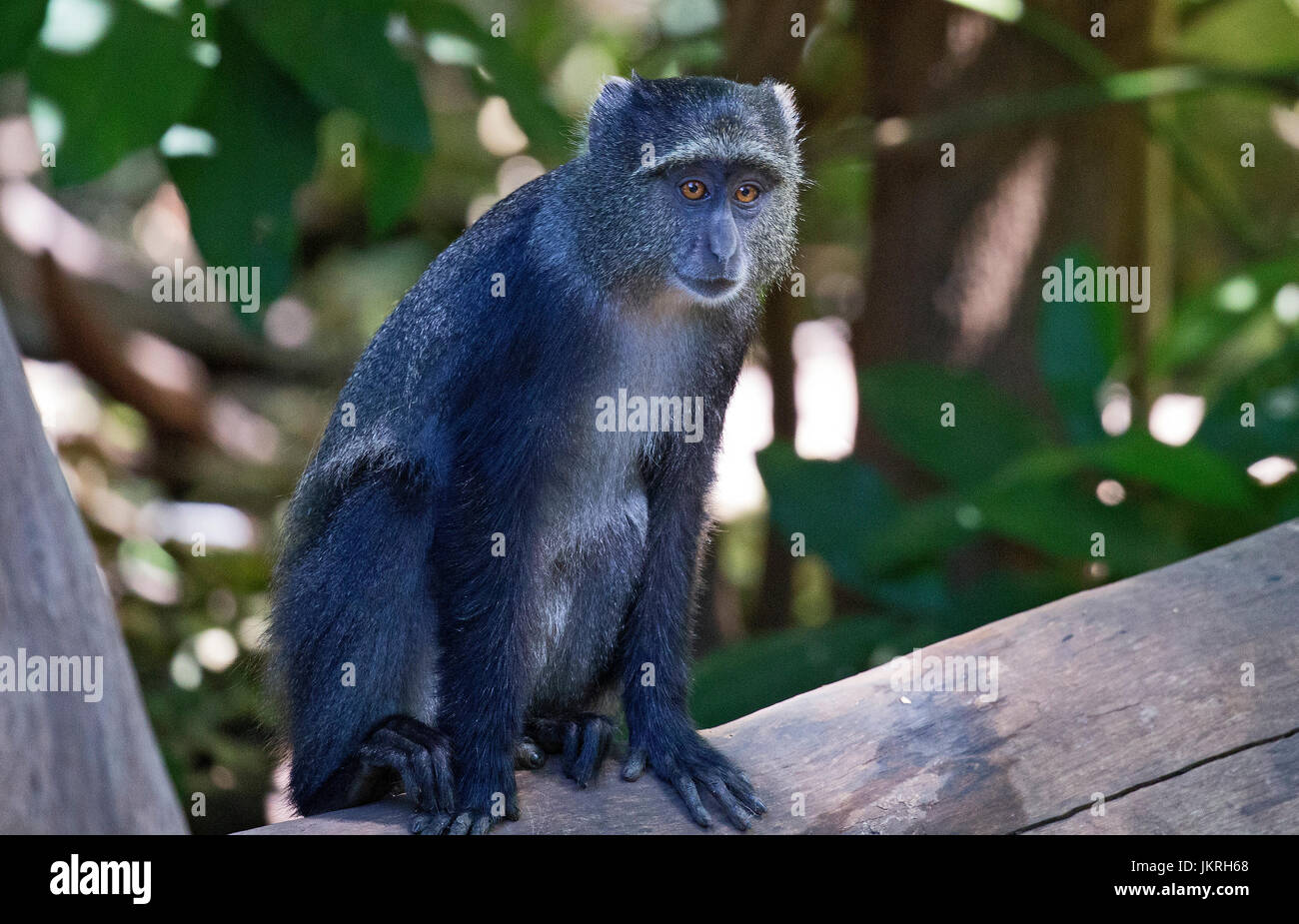 Singe bleu africains Photo Stock - Alamy