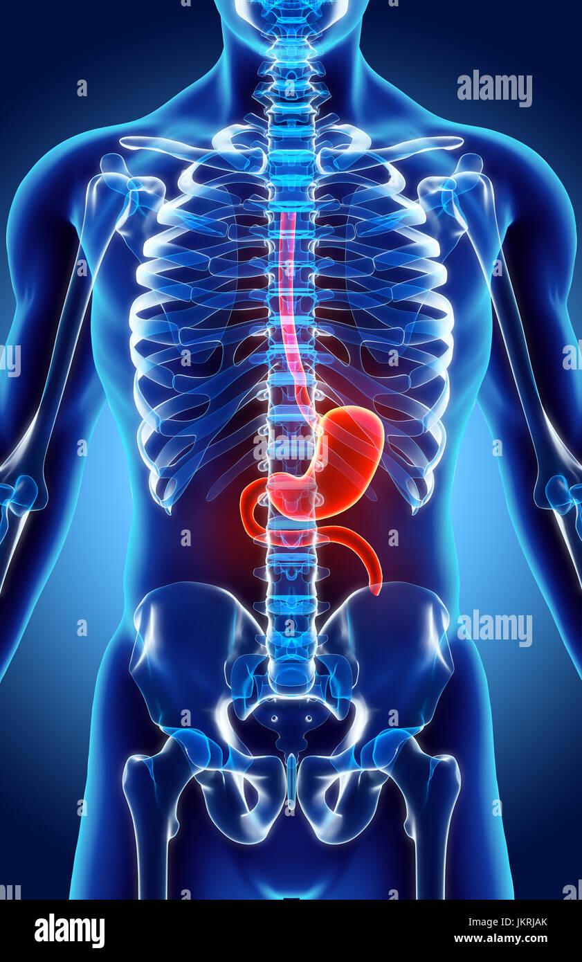 3D illustration de l'estomac, une partie de l'anatomie du système ...
