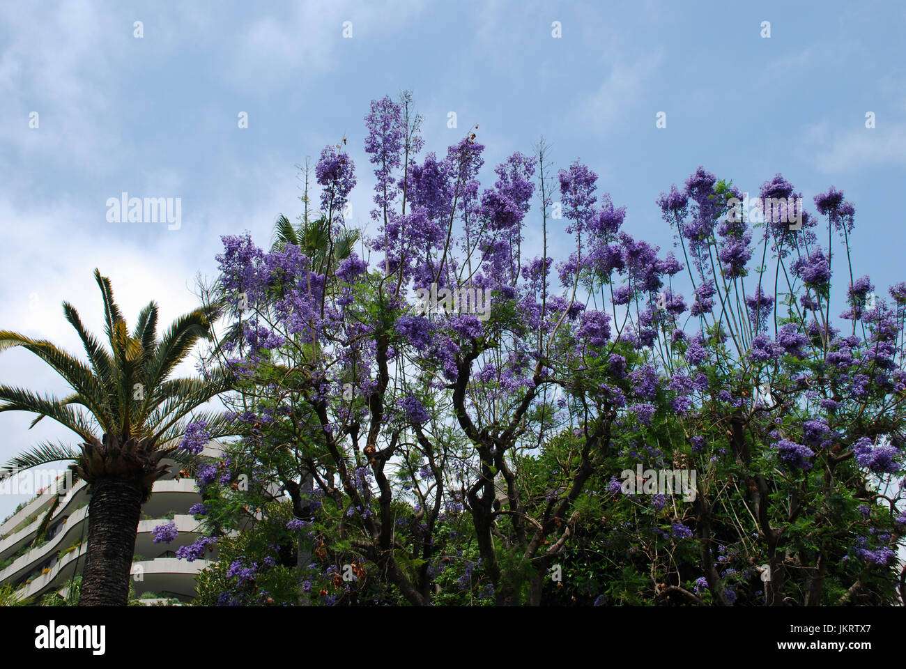 Jacaranda mimosifolia Arbre, fleur fleurs bleu Photo Stock - Alamy
